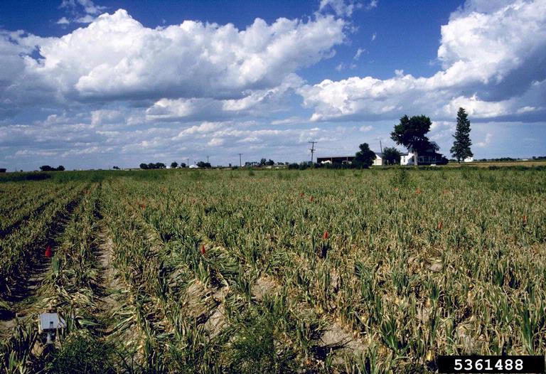 purple blotch (Alternaria porri)