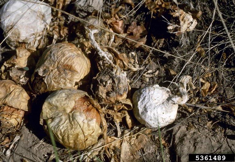 Botrytis aclada Fresen.