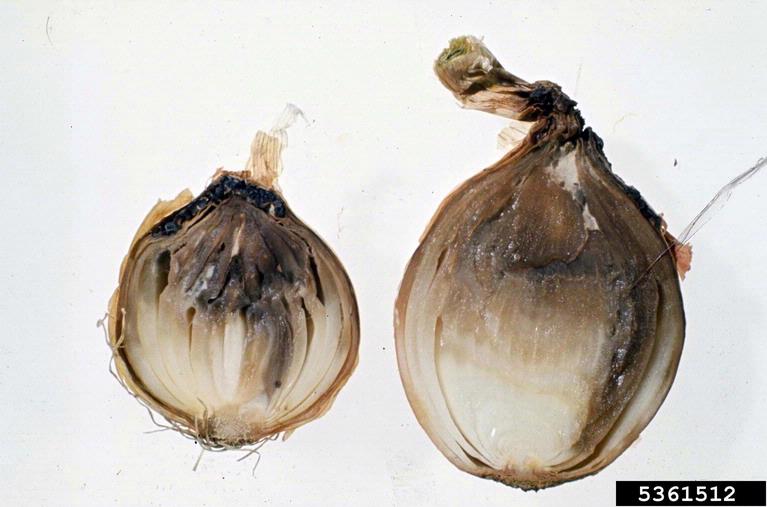 botrytis rot (Botrytis allii)