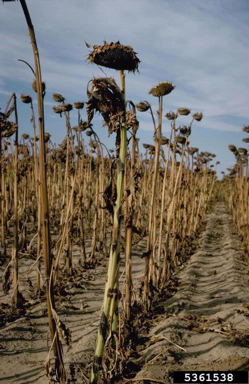 Phoma blight (Phoma macdonaldii Boerema)
