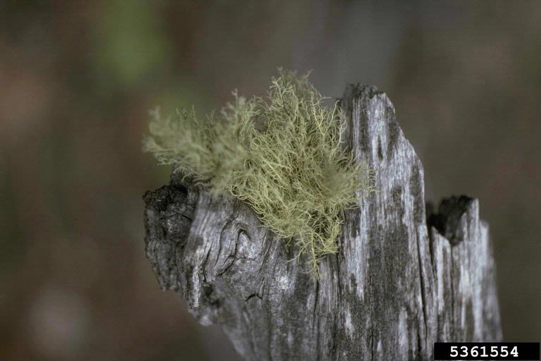 lichen (general)