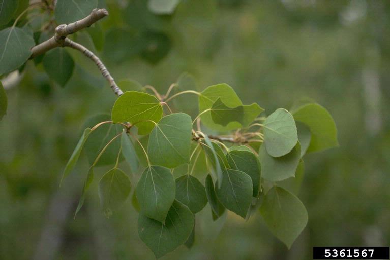 aspen/poplar (Genus Populus)