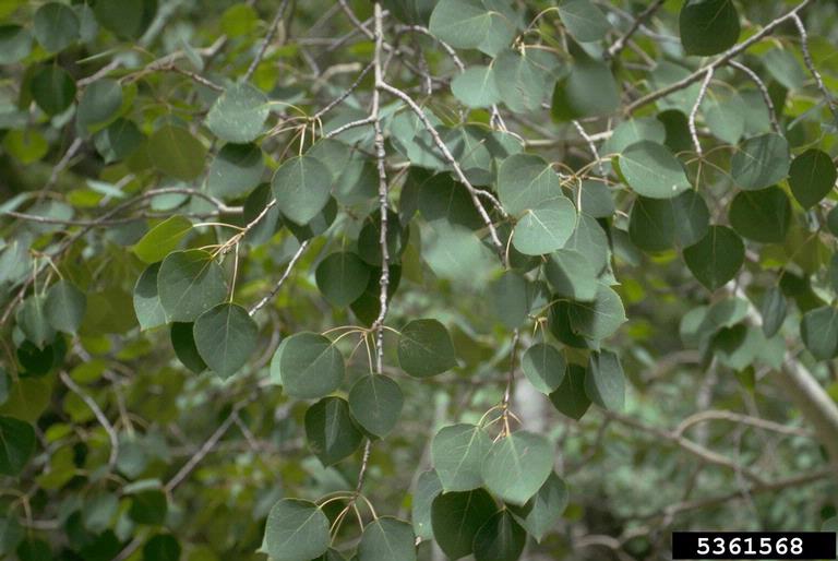 aspen/poplar, Populus spp. (Salicales: Salicaceae) - 5361568