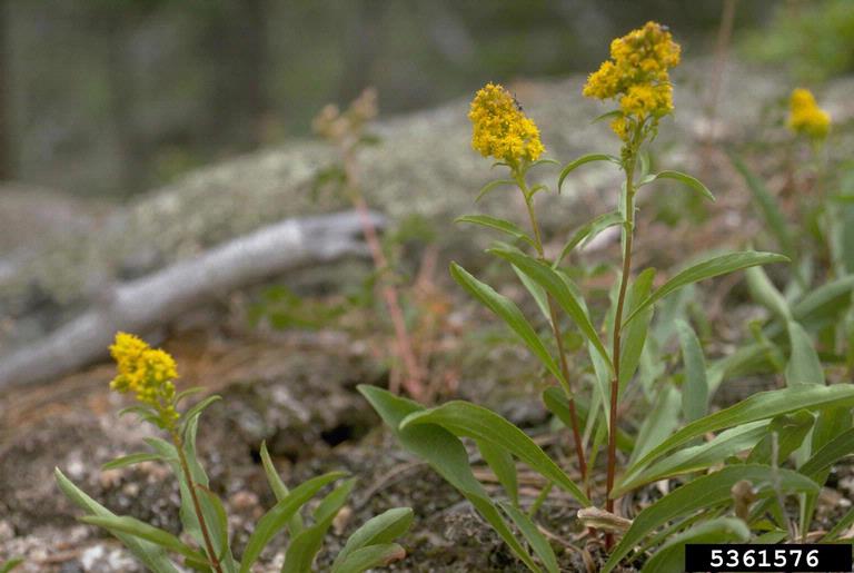 goldenrod (Genus Solidago L.)