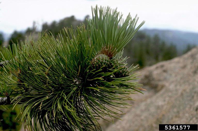 ponderosa pine (Pinus ponderosa P.& C. Lawson)
