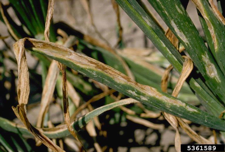 Xanthomonas leaf blight of onion (Xanthomonas axonopodis pv. allii)