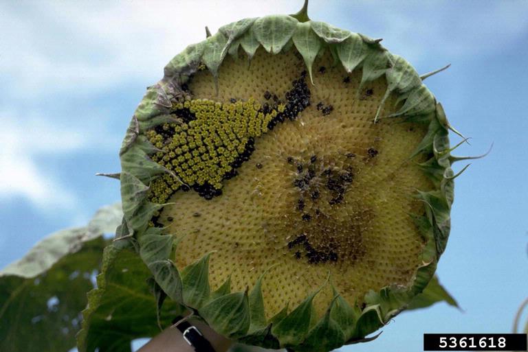sunflower (Genus Helianthus)