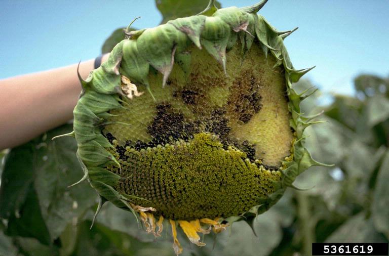 sunflower (Genus Helianthus L.)