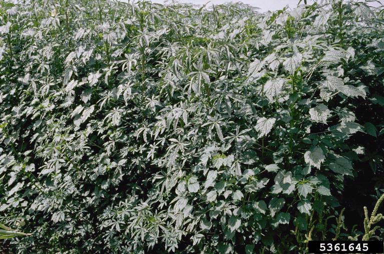 kenaf (Hibiscus cannabinus)