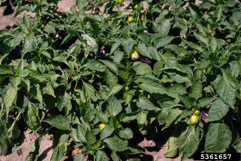 pepper (Genus Capsicum)