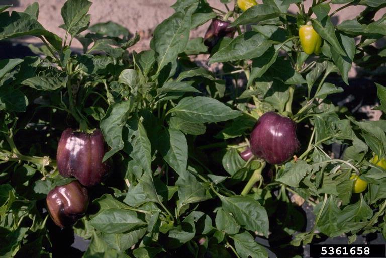 pepper (Genus Capsicum)