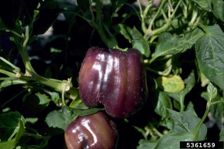 pepper (Genus Capsicum)