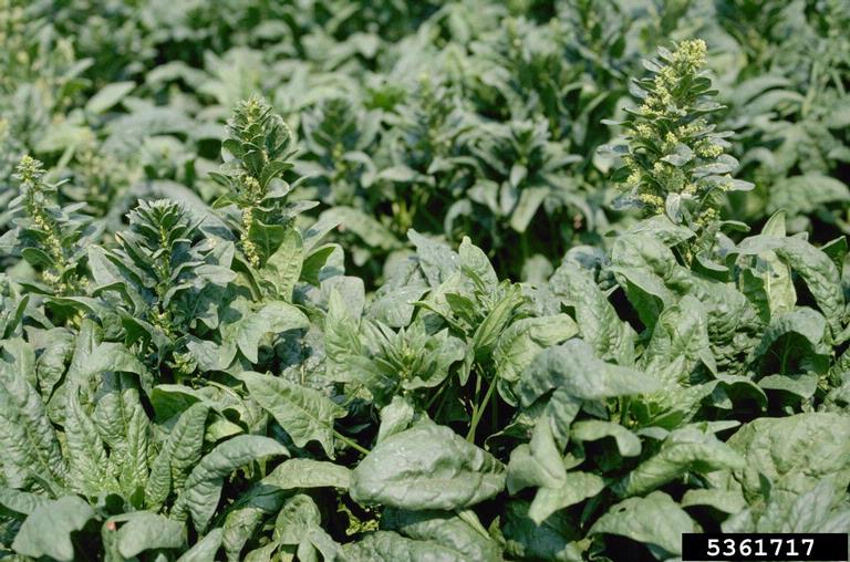 spinach (Spinacia oleracea L.)