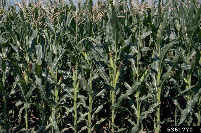 corn (Zea mays L.)