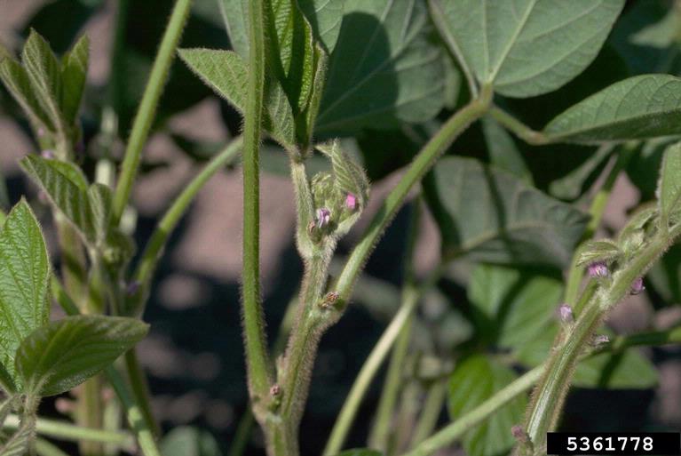 soybean (Glycine max)