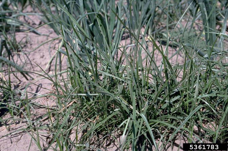 yellow nutsedge (Cyperus esculentus)