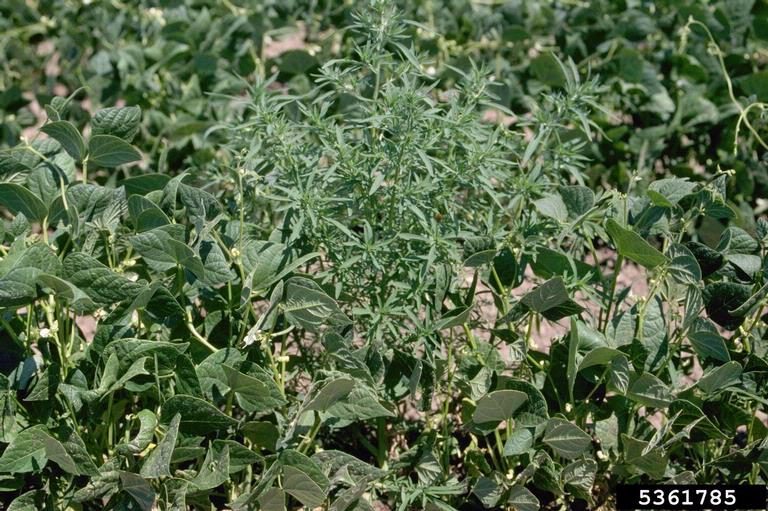 Mexican fireweed (Bassia scoparia)