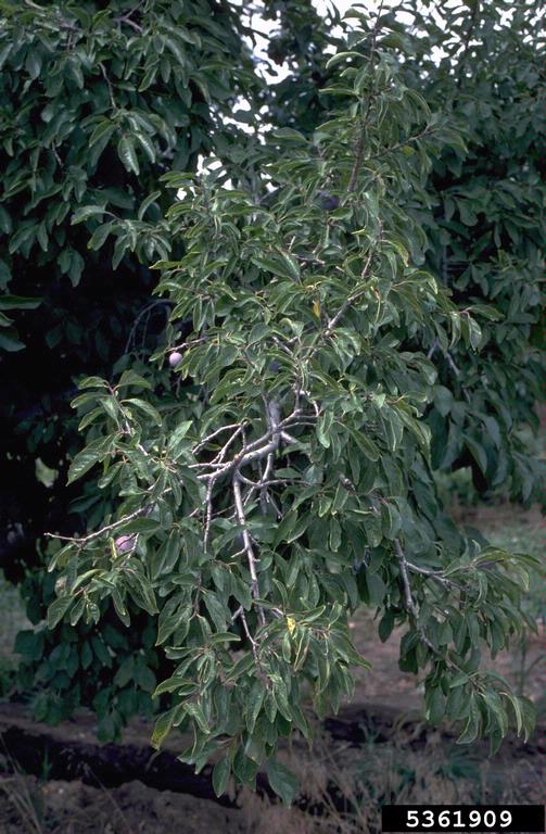 Prune Dwarf Virus (Ilarvirus Prune Dwarf Virus (PDV))