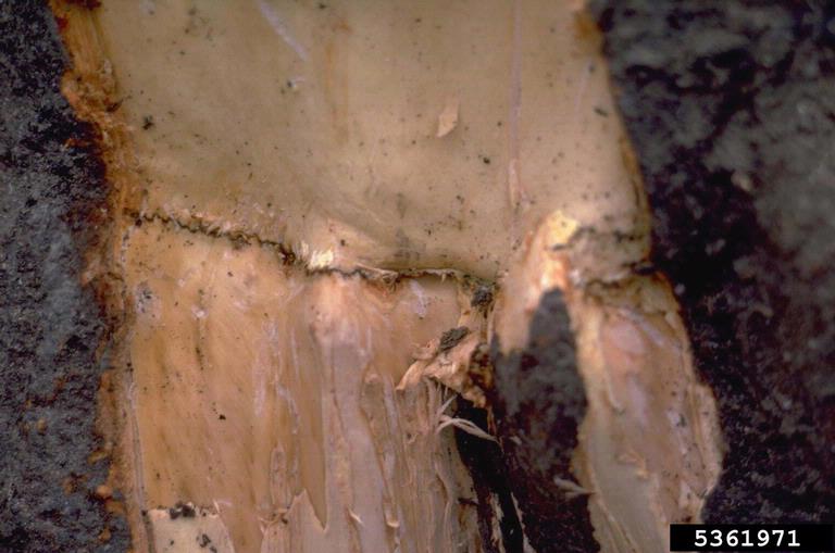 tomato ringspot virus (ToRSV) (Nepovirus Tomato ringspot virus)