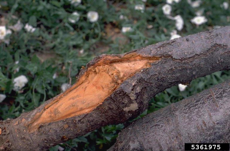 graft incompatibility