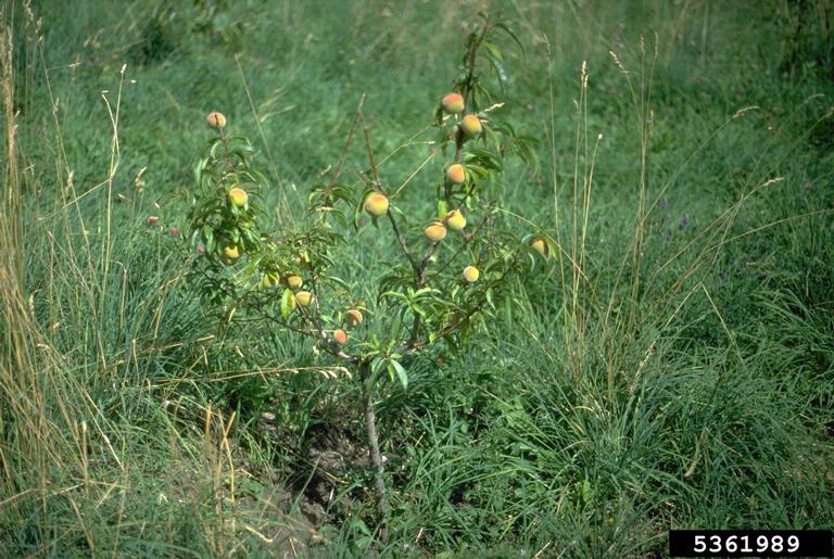 peach (Prunus persica (L.) Batsch)