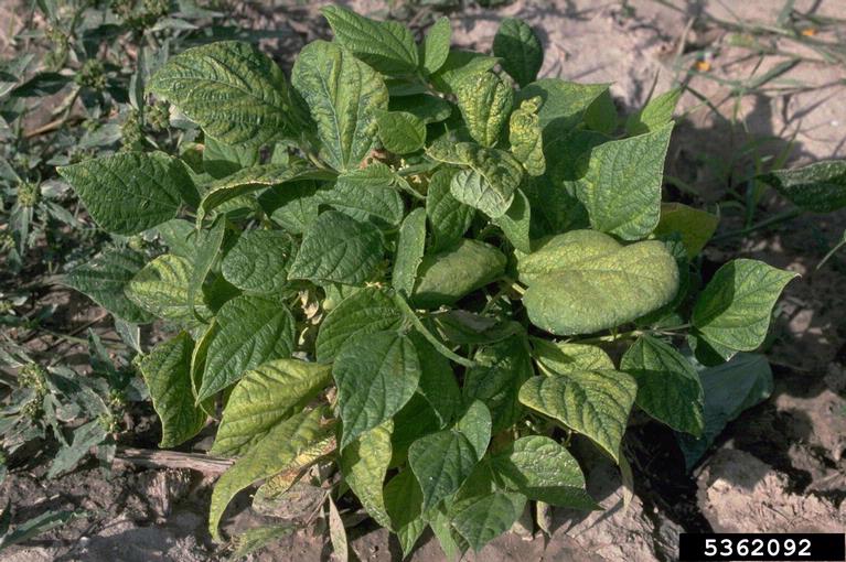 bean common mosaic virus (BCMV) (Potyvirus Bean common mosaic virus)