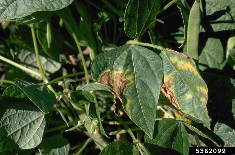 Curtobacterium flaccumfaciens pv. flaccumfaciens/gallery - Bugwoodwiki