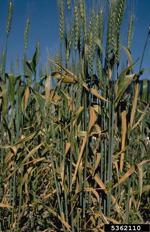 stripe rust (Puccinia striiformis)
