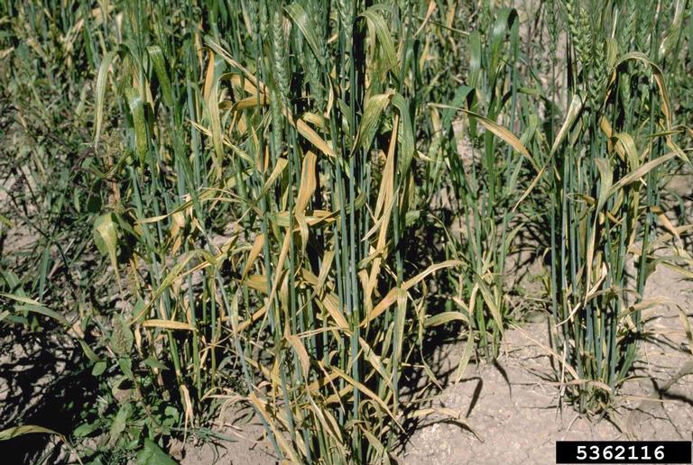 stripe rust (Puccinia striiformis Westend.)