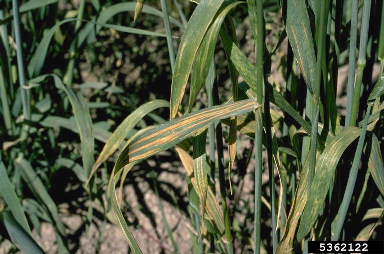 stripe rust (Puccinia striiformis ) on common wheat (Triticum aestivum ...