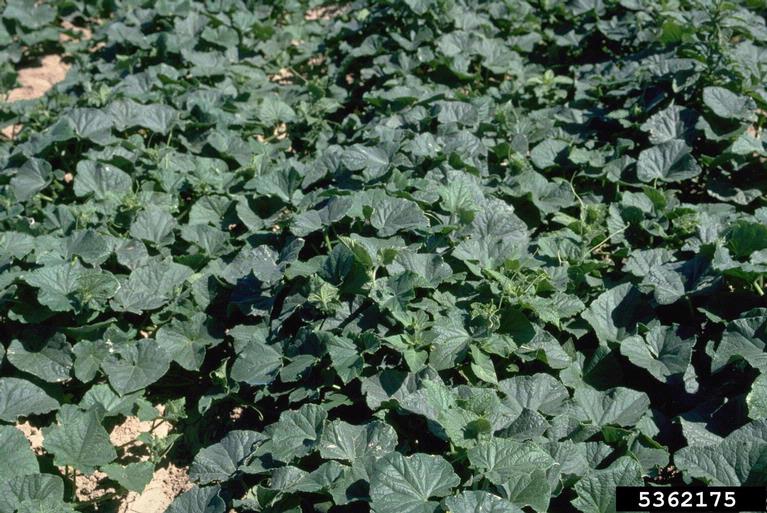 cucumber (Cucumis sativus)