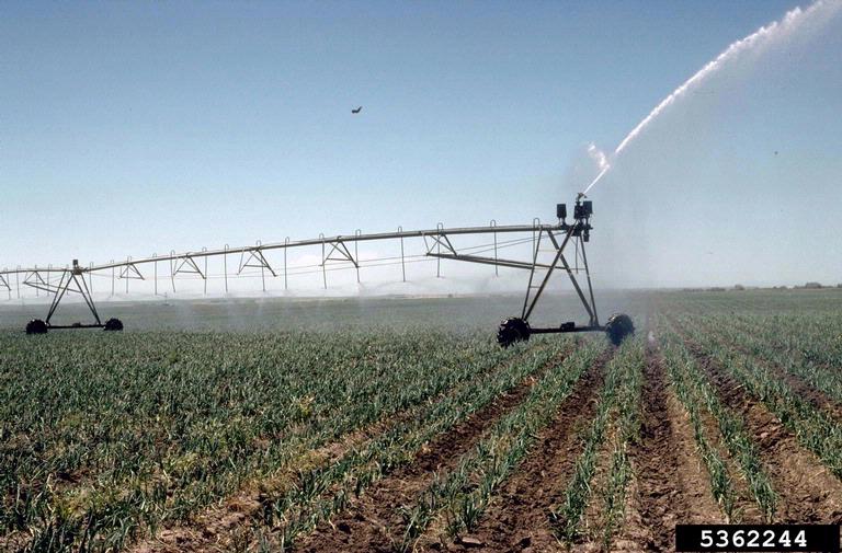 irrigation