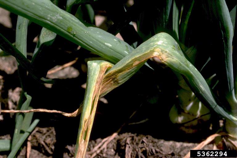 bacterial streak, black rot, and blight (Xanthomonas campestris (Pammel ...