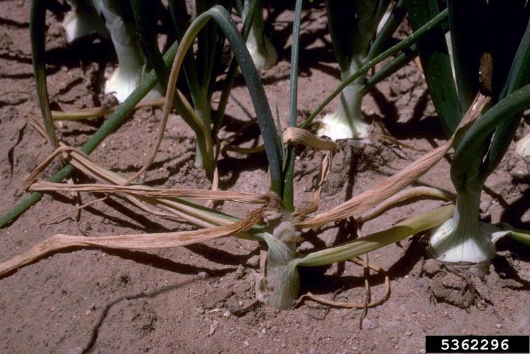 bacterial leaf streak and bulb rot (Pseudomonas viridiflava (Burkholder ...