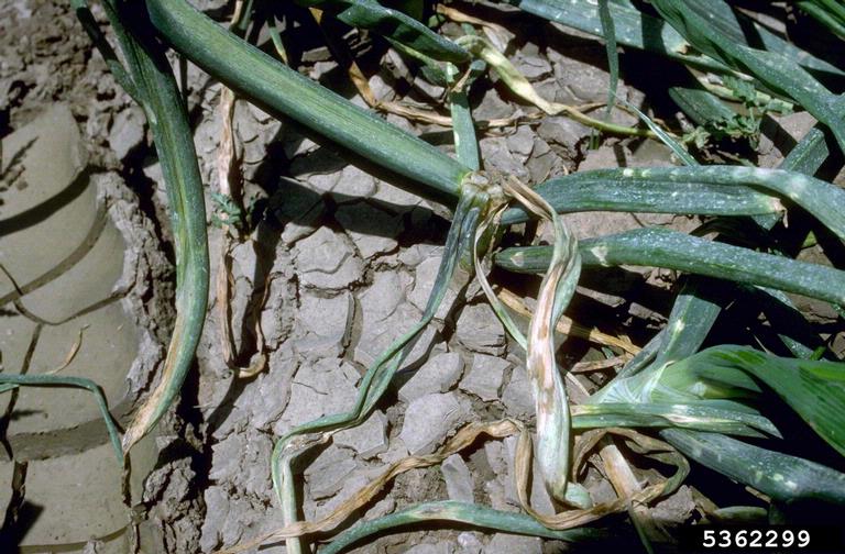 bacterial leaf streak and bulb rot (Pseudomonas viridiflava)