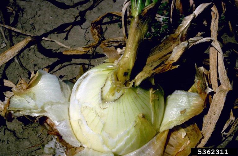 Pantoea rot and blight (Pantoea ananatis pv. ananatis (Serrano 1928 ...