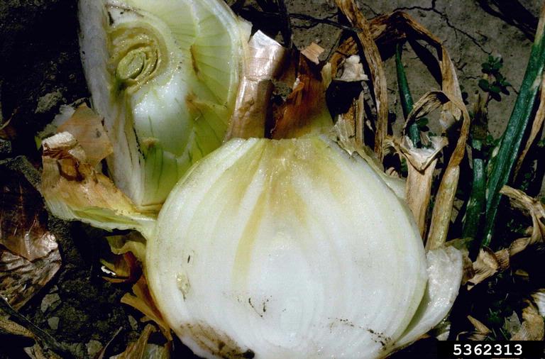 Pantoea rot and blight (Pantoea ananatis pv. ananatis (Serrano 1928 ...