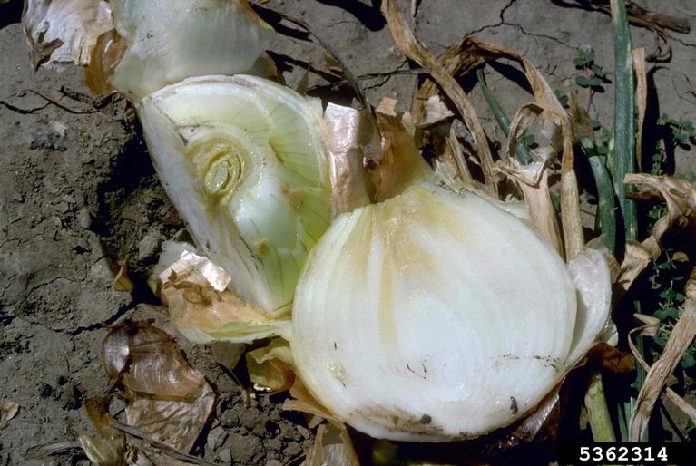 Pantoea rot and blight (Pantoea ananatis pv. ananatis (Serrano 1928 ...