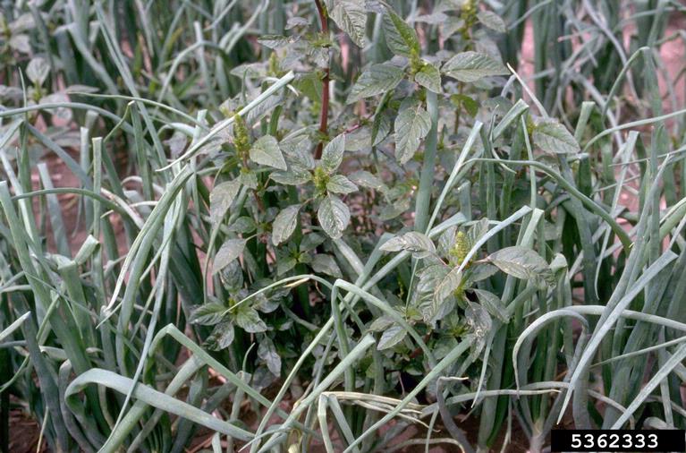 redroot pigweed (Amaranthus retroflexus)