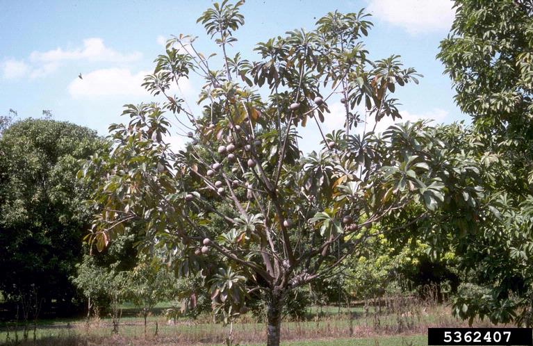 mammee apple (Mammea americana)