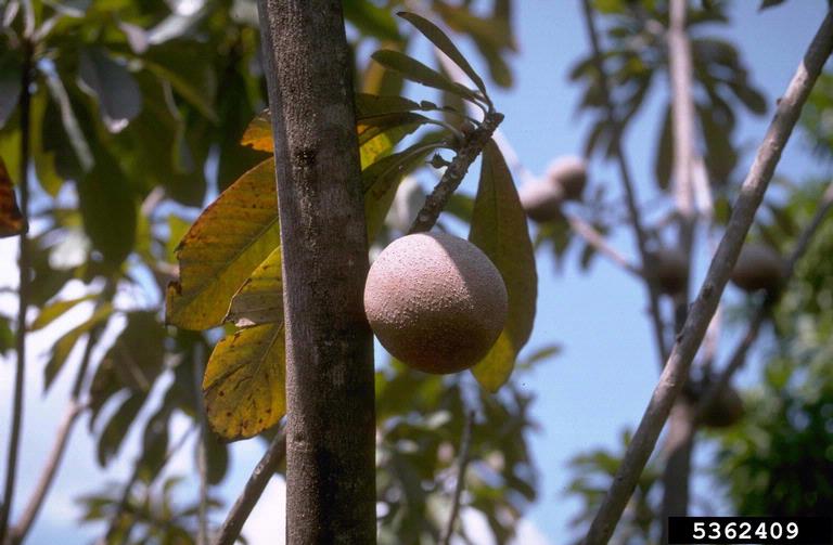 mammee apple (Mammea americana L.)