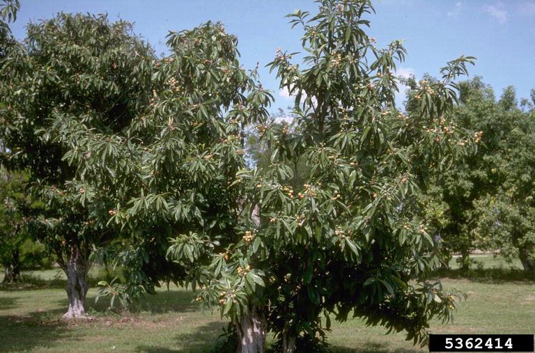 loquat (Eriobotrya japonica)