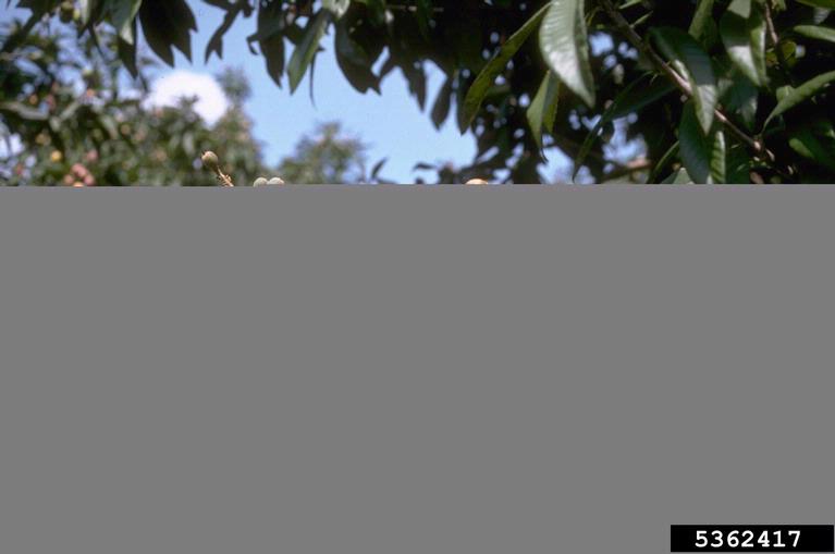 loquat (Eriobotrya japonica (Thunb.) Lindl)