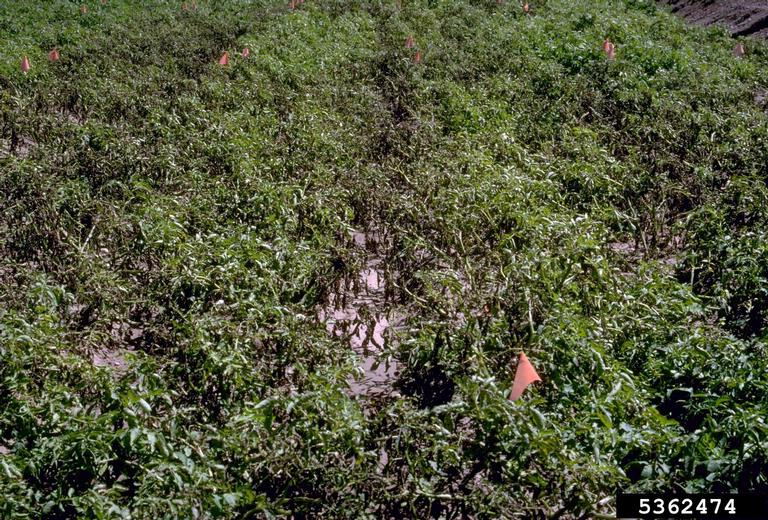 early blight (Alternaria solani Sorauer)