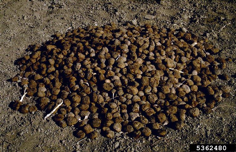 potato (Solanum tuberosum L.)