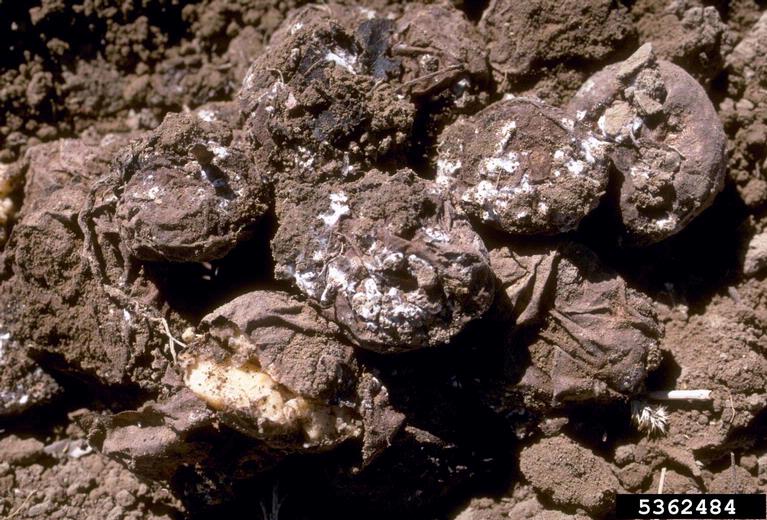 potato (Solanum tuberosum)