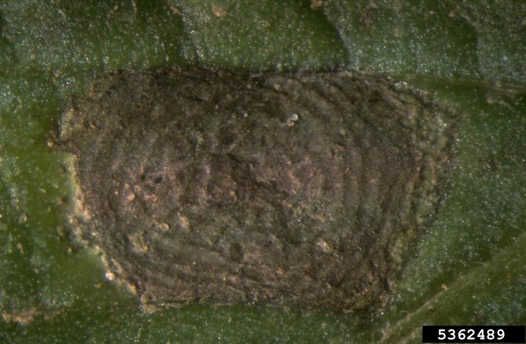 early blight (Alternaria solani Sorauer)