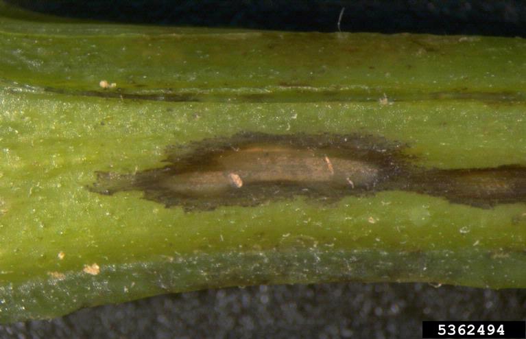 early blight (Alternaria solani Sorauer)