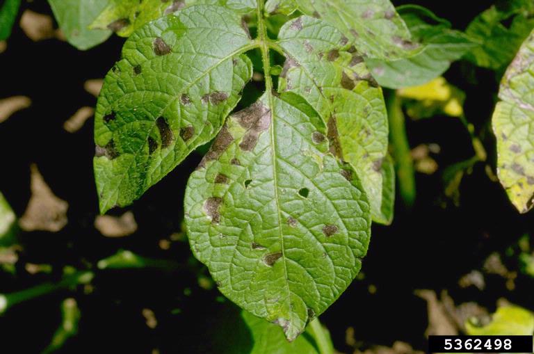 Alternaria Solani