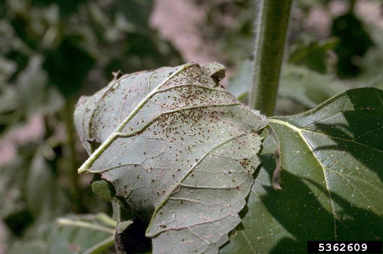 rust (Puccinia helianthi Schwein.)
